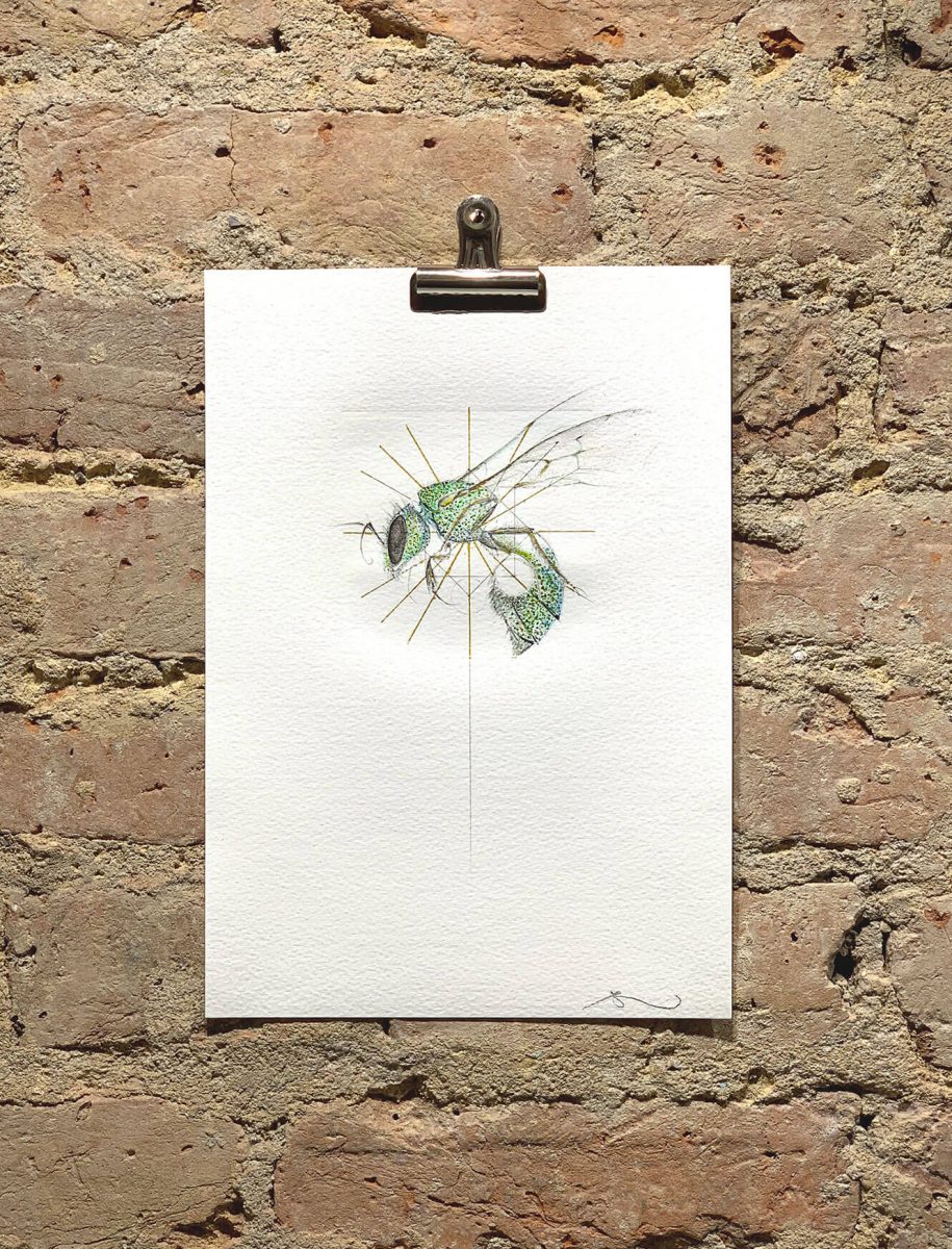 Cuckoo Wasp - Iridescent Insect by Jessica Albarn - Nelly Duff