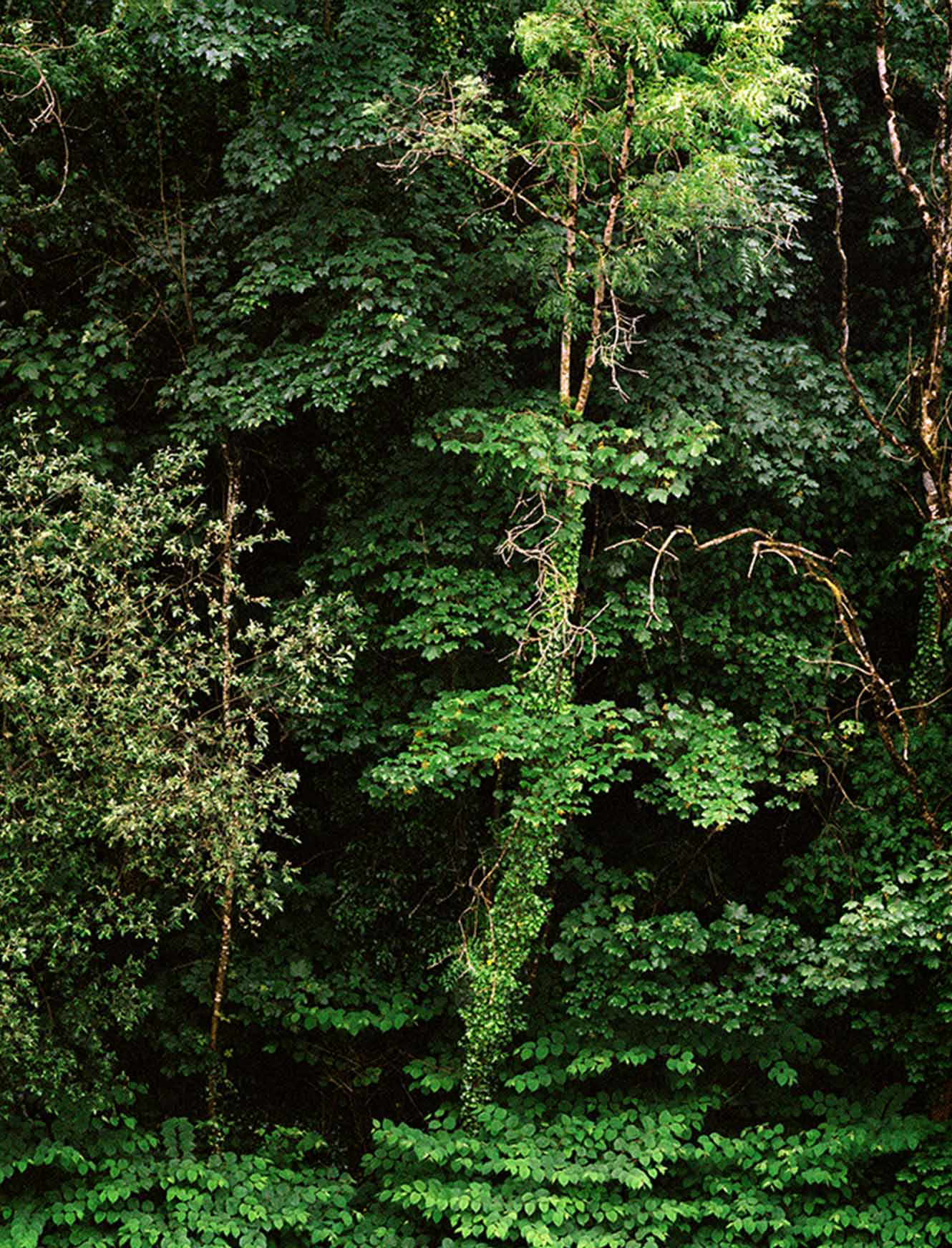 Edge Of Summer Forest X by Gawain Barnard - Nelly Duff